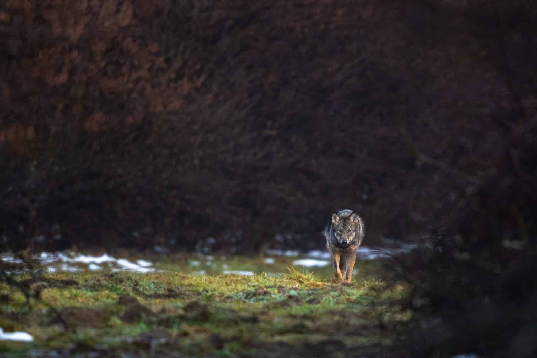 About Animal Care Equipment by Stoney | Professionals Animal Care